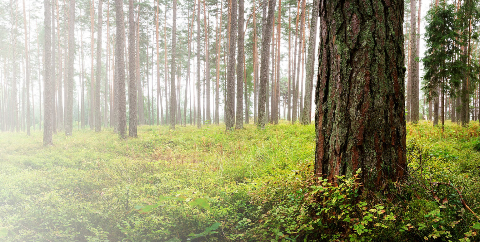 Responsible Forest Management Benefits | Woodpecker Flooring